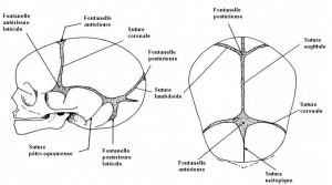 Ostéopathie Crânienne | Ostéopathie Lyon 3